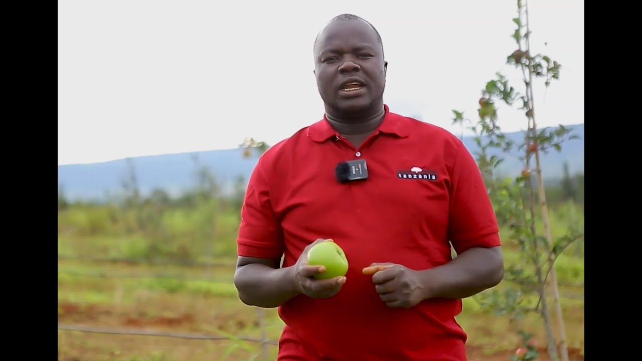 Mafunzo na usimamizi wa kilimo cha apple🍎🍏 - YouTube