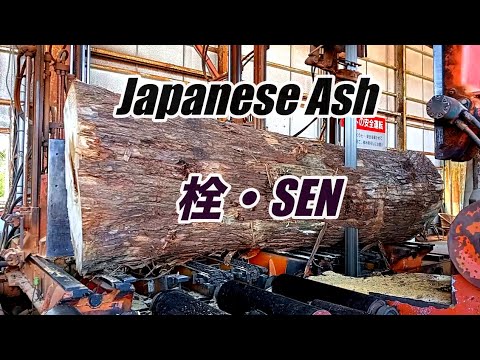 栓の木・Japanese ash Sawing!! - YouTube