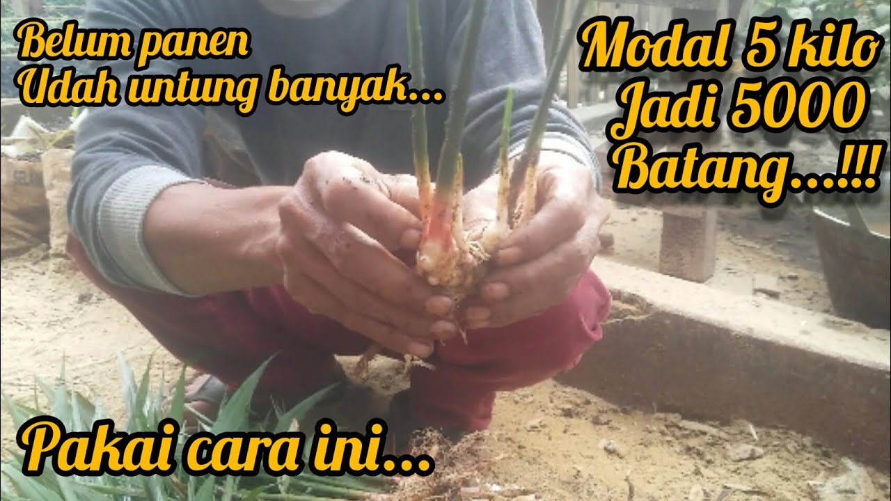 PERBANYAK BIBIT JAHE DENGAN CARA PEMISAHAN TUNAS,cara mudah ...