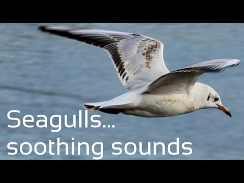 Seagulls...enjoy soothing & relaxing sound - YouTube