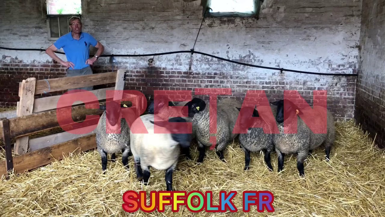 Oi Suffolk FR Campion Franța - YouTube