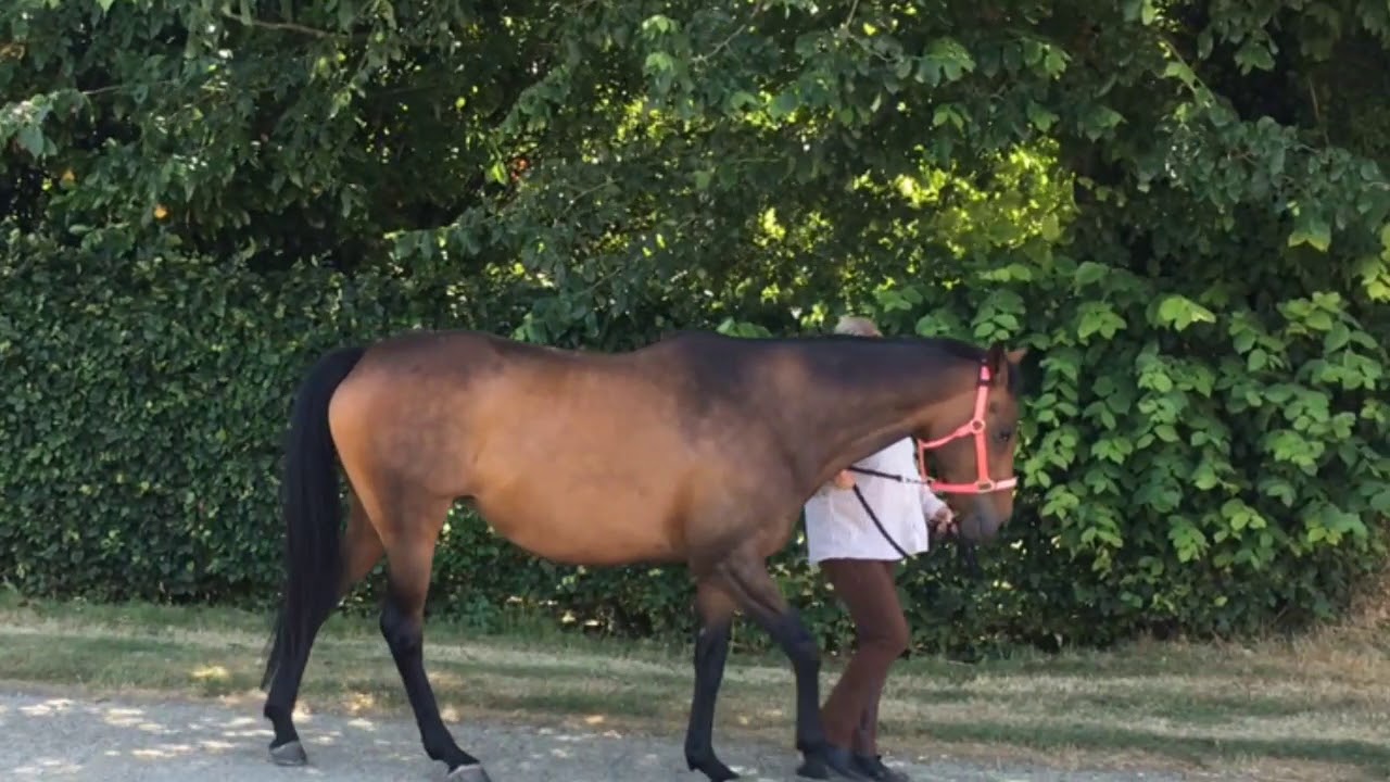 Horse thoracic sling/back exercise - slow walk up & down a slope and ...