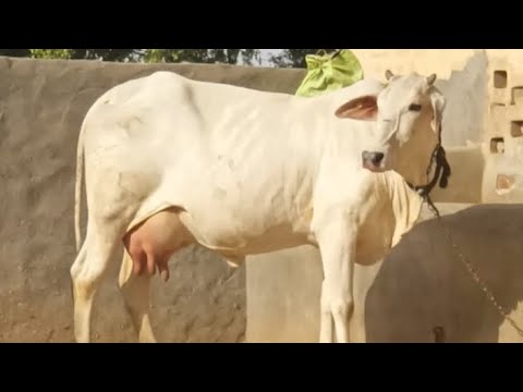 Hariana# breed$# cow 1st bar delivery pending# 7419573000... - YouTube