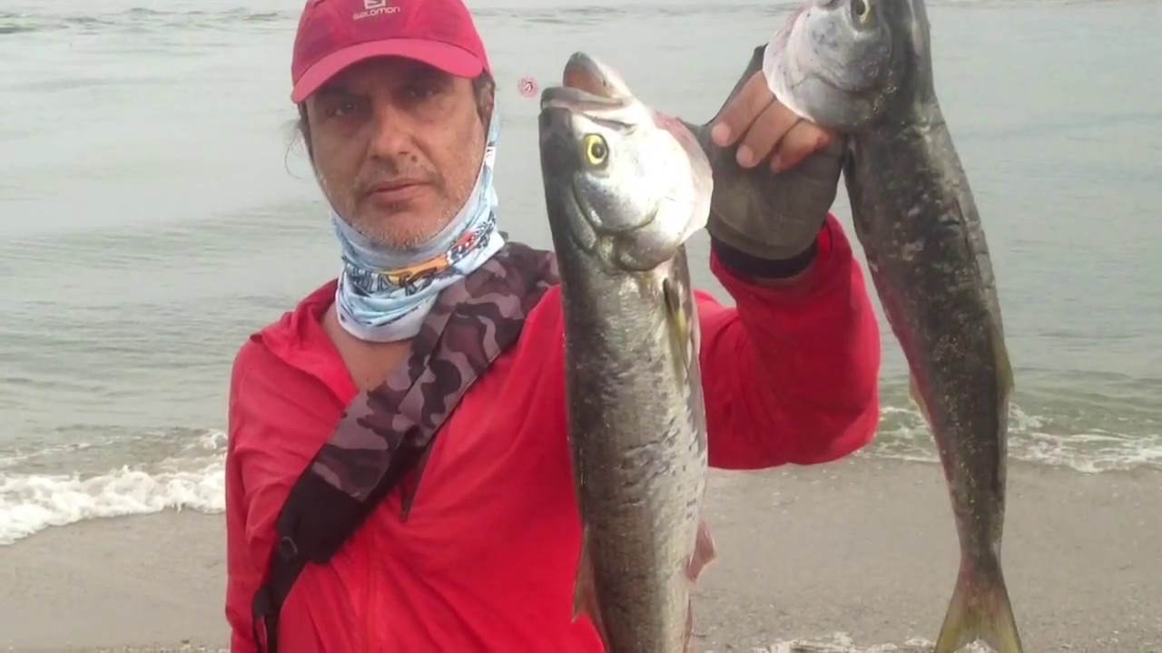 spinning για γοφάια στους πρόποδες του Κισσάβου (Bluefish spinning in ...