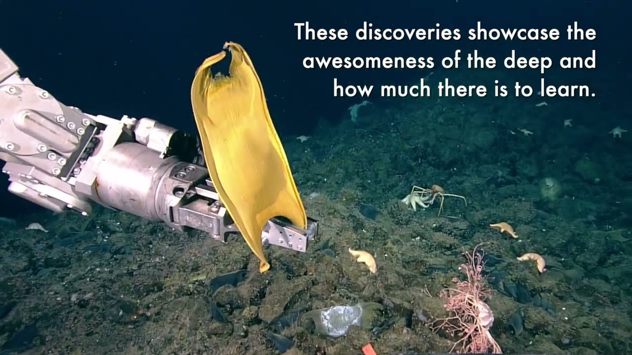 '2.6 million golden eggs' found near an underwater volcano