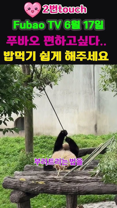 푸바오 밥좀 편하게 먹게해주라 L 푸바오근황 Youtube