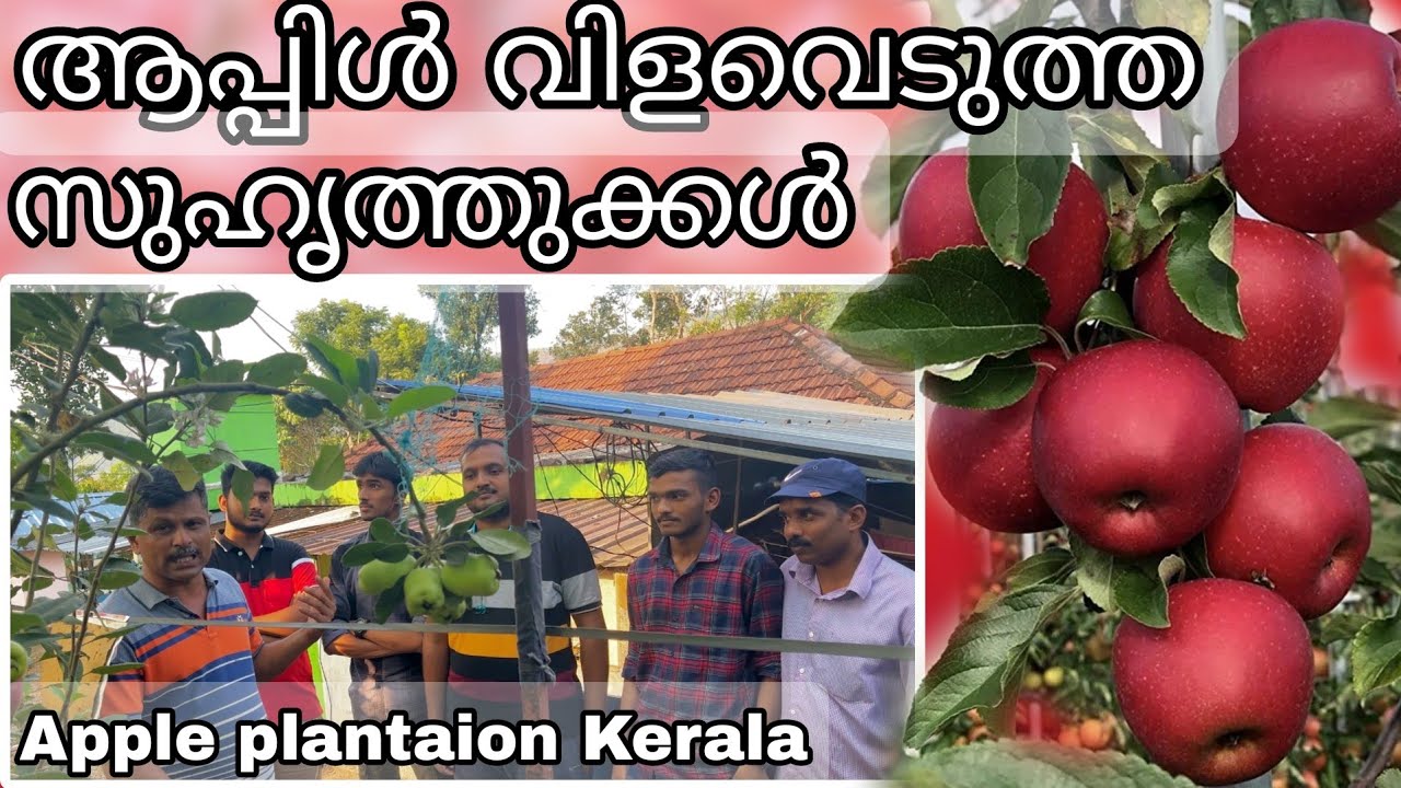 ആപ്പിൾ🍎 വിളവെടുത്ത, സുഹൃത്തുക്കൾ 😦 Apple plantaion Kerala, MOB ...