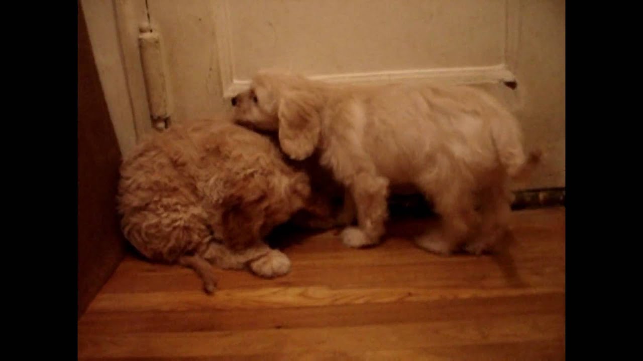 2 Beautiful Cockapoo Puppies 11 Weeks Old in New York - YouTube