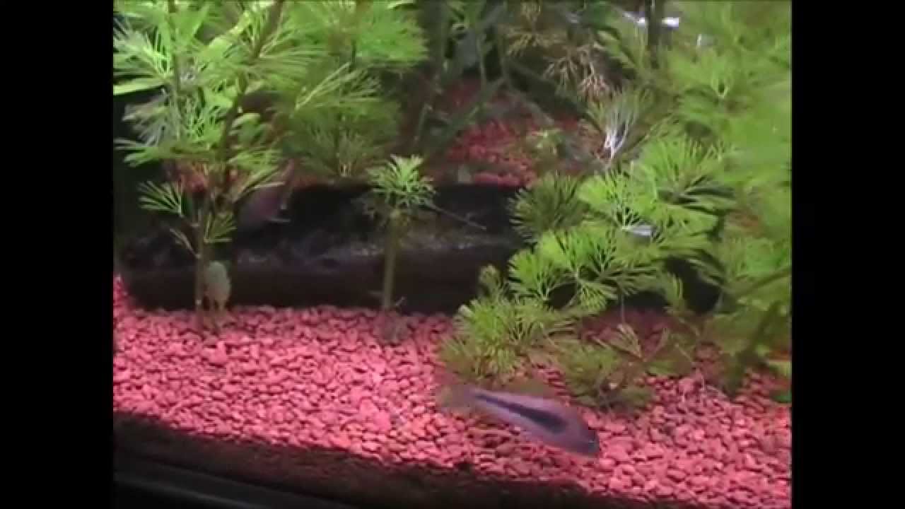 My beautiful discuss fish in 600 litre aquarium - YouTube