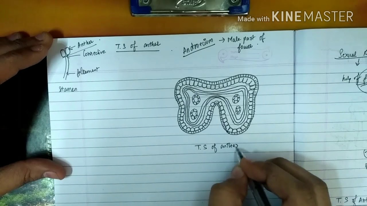 Class12 Reproduction in plants (angiosperm),T. S of anther, structure ...