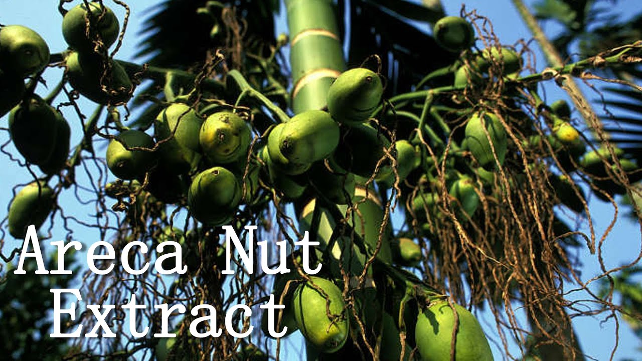 Areca Nut Extract can be used in hair growth and acne products - YouTube