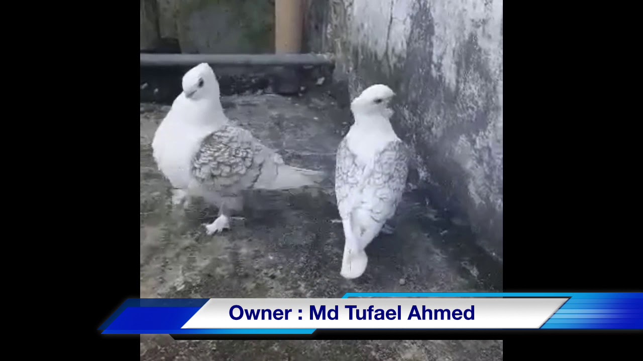 Brown Lace Satinatte Pigeon - YouTube