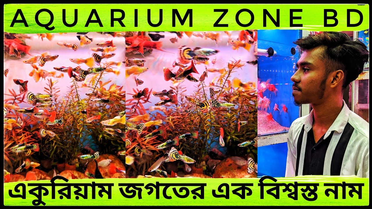 aquarium and fish price in Bangladesh। biggest aquarium and fish market ...