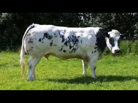 Belçika Mavisi Irkı Özellikleri ve Fiyatları \