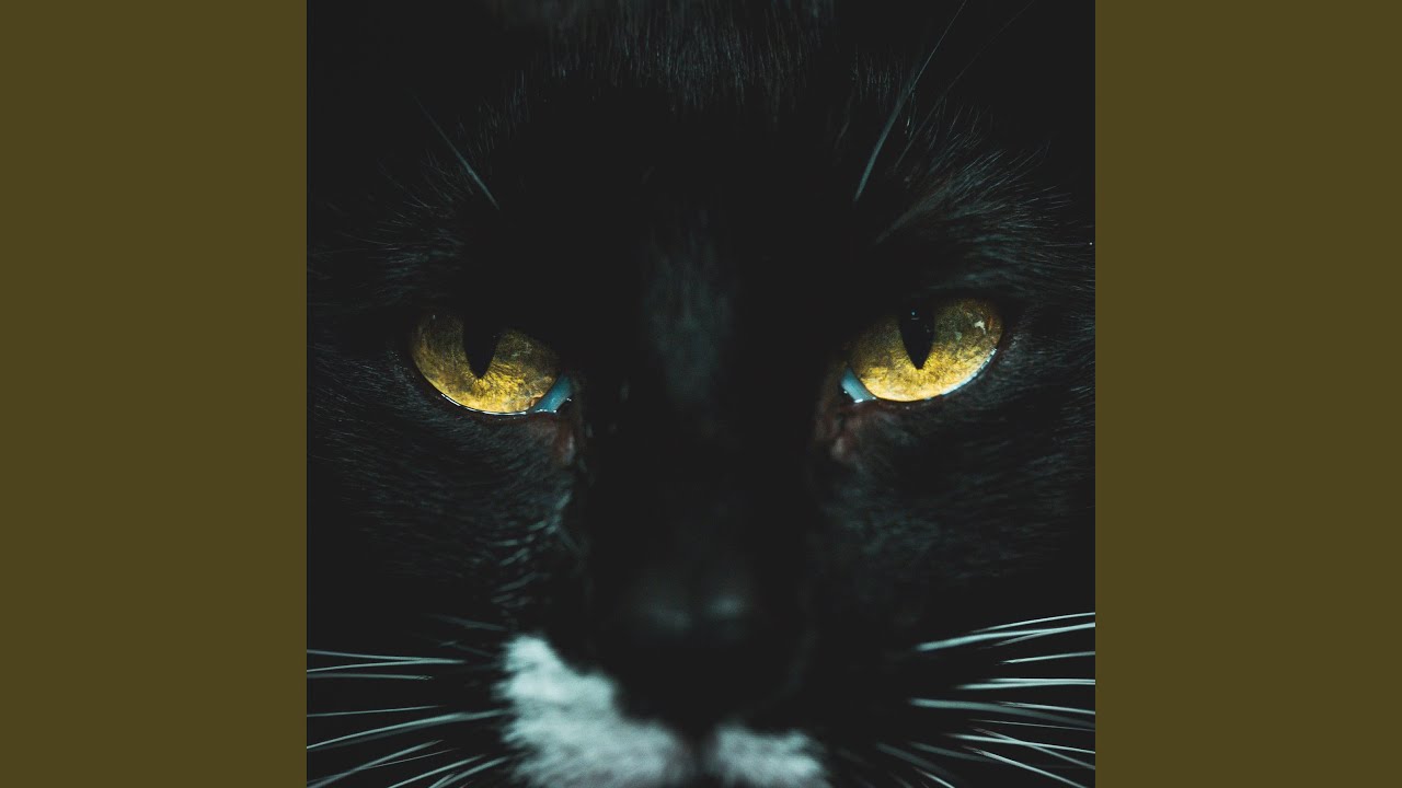 Black Cat Nine - YouTube