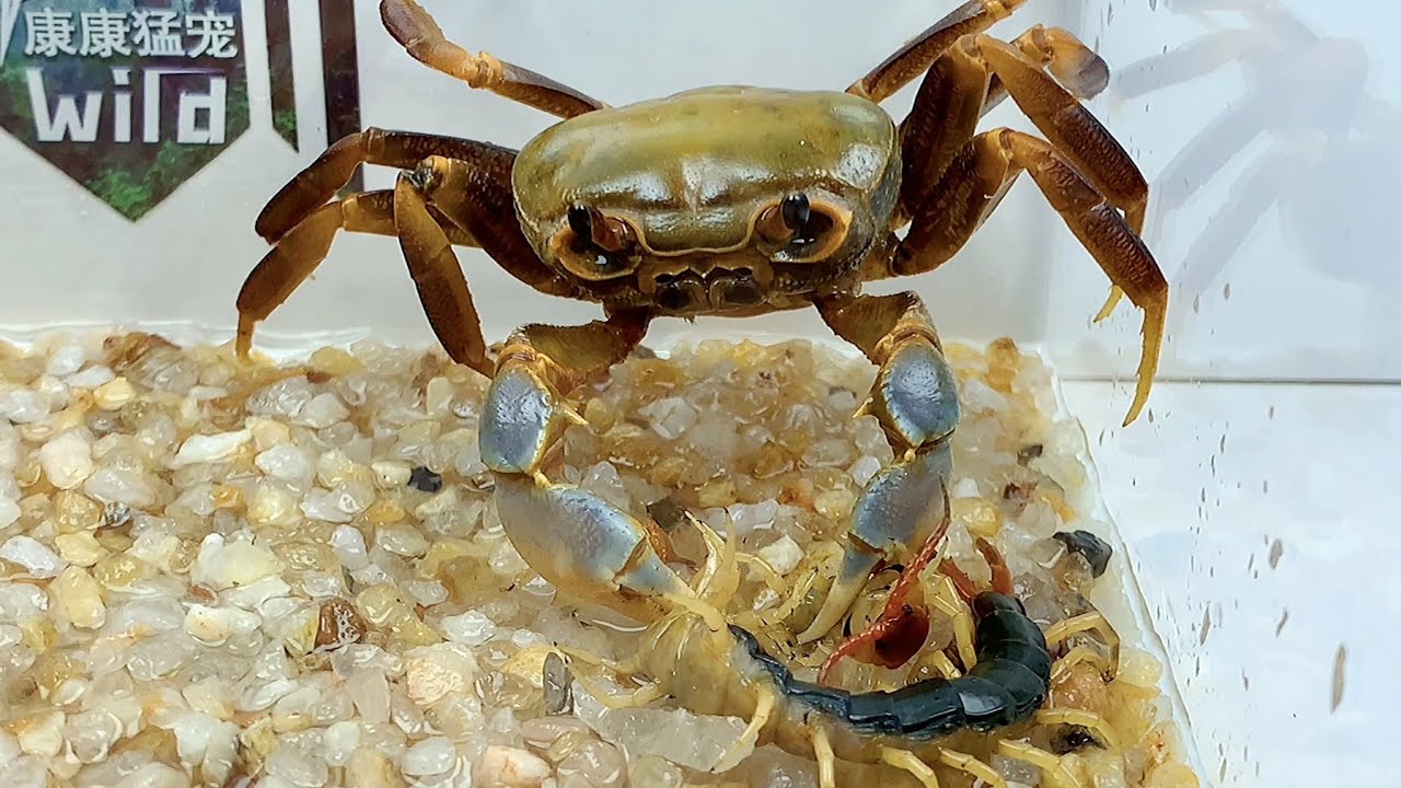Less spiny Centipede challenge crab,Crab vs centipede 螃蟹vs蜈蚣 - YouTube