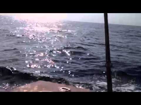 Grander blue marlin from Oregon Inlet - YouTube
