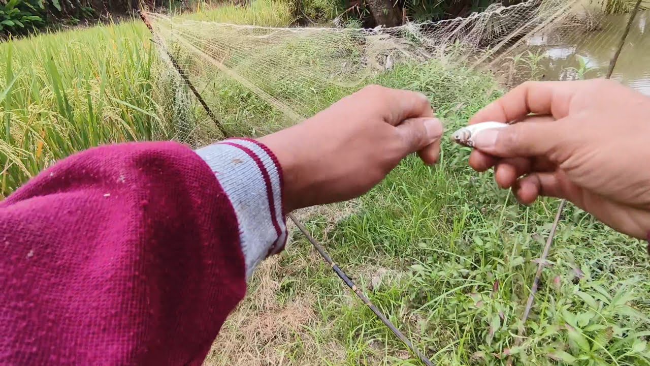 Nganco / Nangkul Ikan Di Siringan Sawah - YouTube