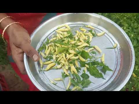 Harvesting of Kanthari Milagai - YouTube