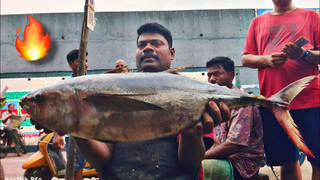 28kg GIANT TUNA FISH CUTTING🔥 | KASIMEDU SELVAM FISH CUTTING | CKFC ...