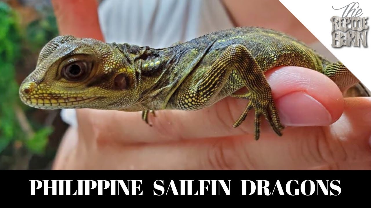 Philippine Sailfin Dragon Babies: Update! - YouTube