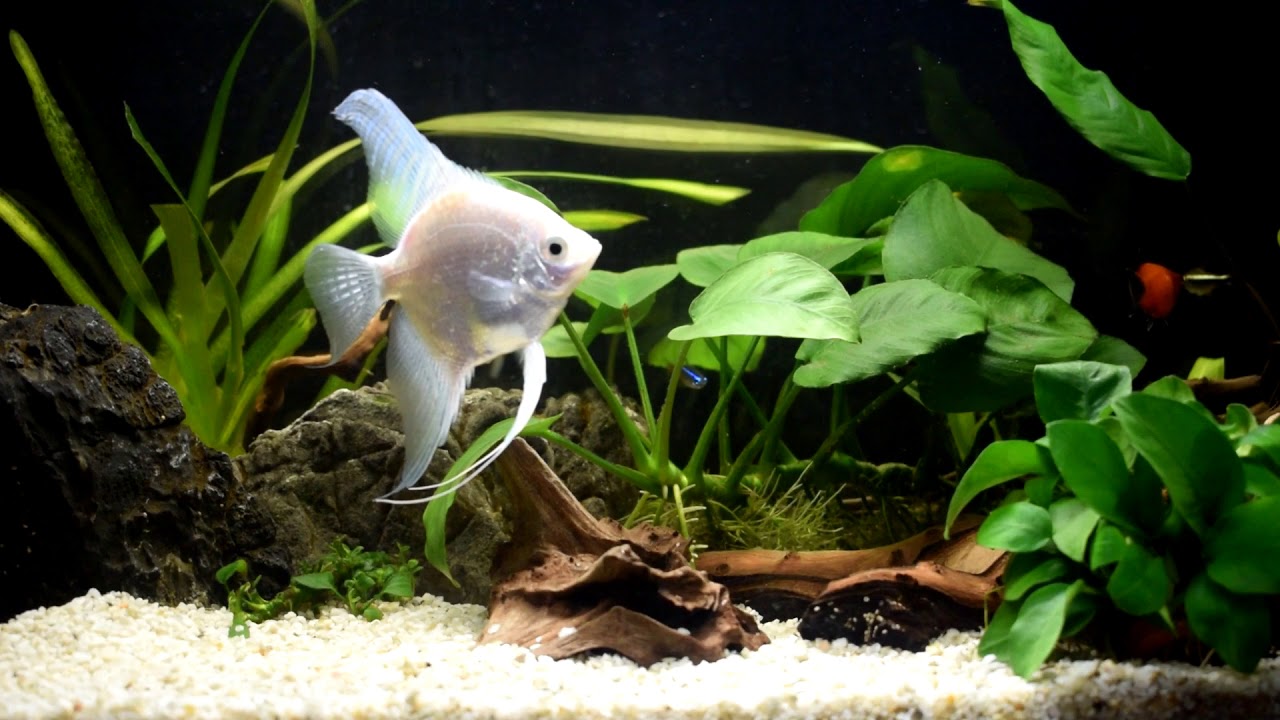 Fish video - YouTube