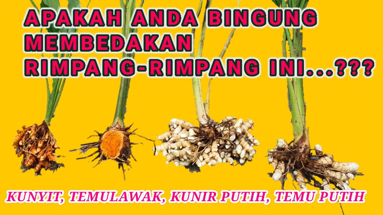CARA MEMBEDAKAN RIMPANG | KUNYIT, TEMULAWAK, KUNIR PUTIH & TEMU PUTIH ...