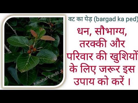 बरगद का पेड़ घर में लगाना चाहिए या नहीं | बरगद के पेड़ के फायदे ...