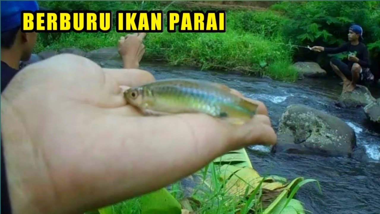Berburu ikan paray di sungai pegunungan - YouTube