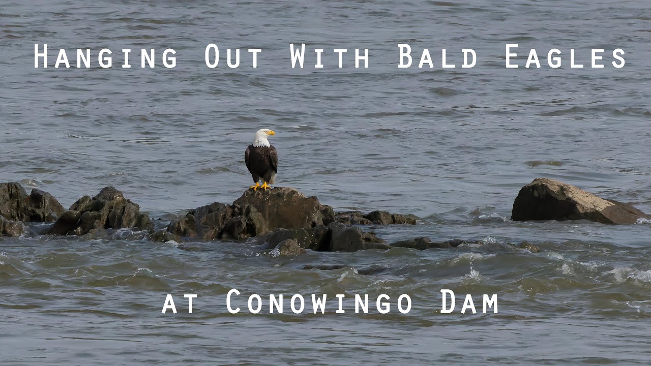 Hanging Out With Bald Eagles at Conowingo Dam - YouTube