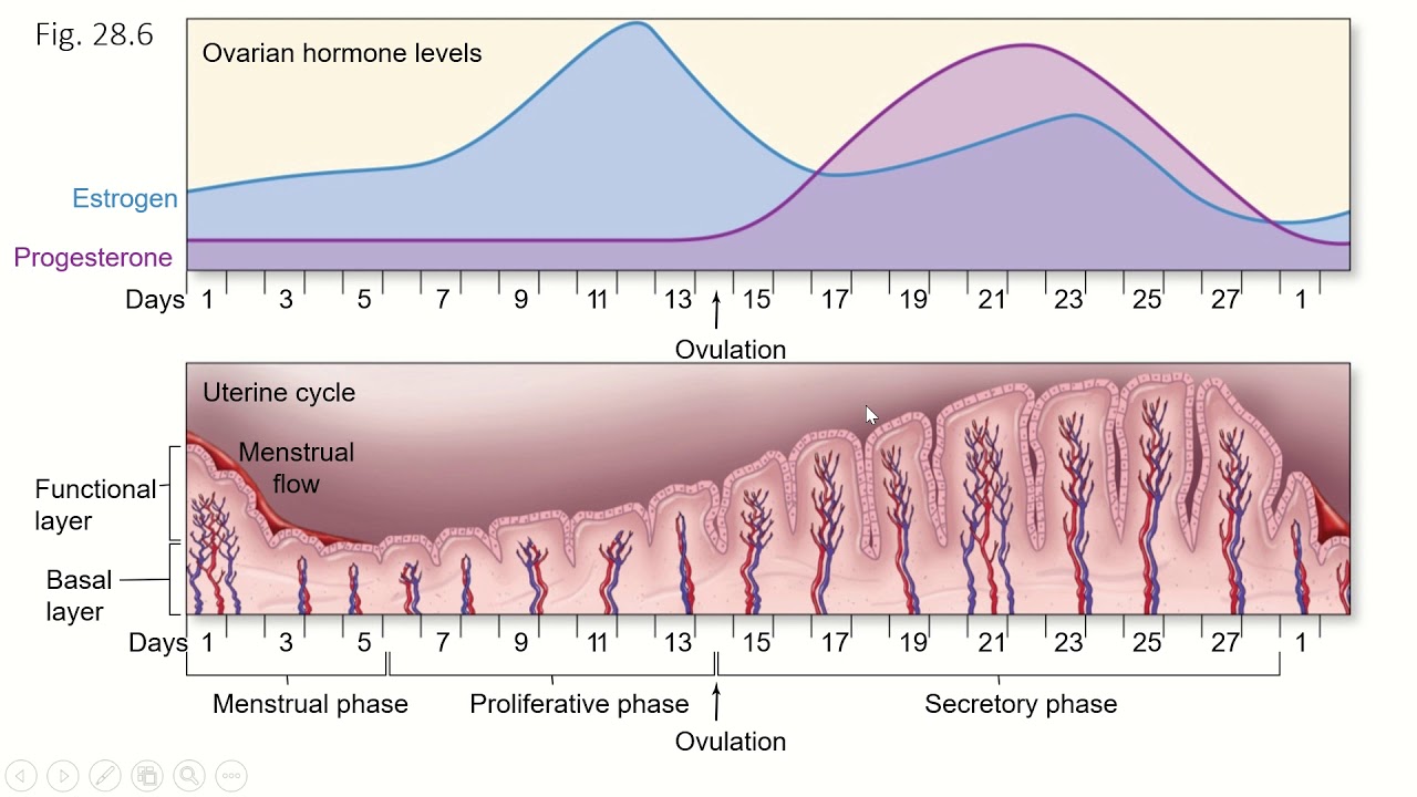 Ch28 Pt6, Reproduction, The Ovarian Cycle - YouTube