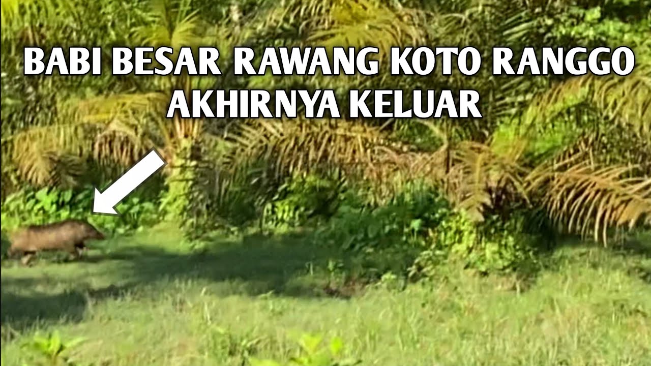 BABI BESAR RAWANG KOTO RANGGO AKHIRNYA KELUAR||WILD BOAR HUNTING ...