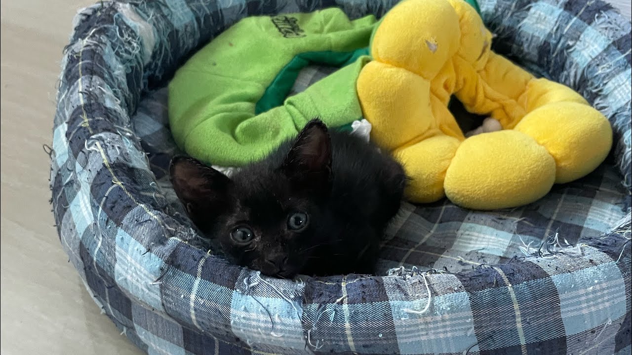 NEW RESCUE BABY MACOY | SANA MATIGIL NA PAGTATAPON NG KUTING KAWAWA ...