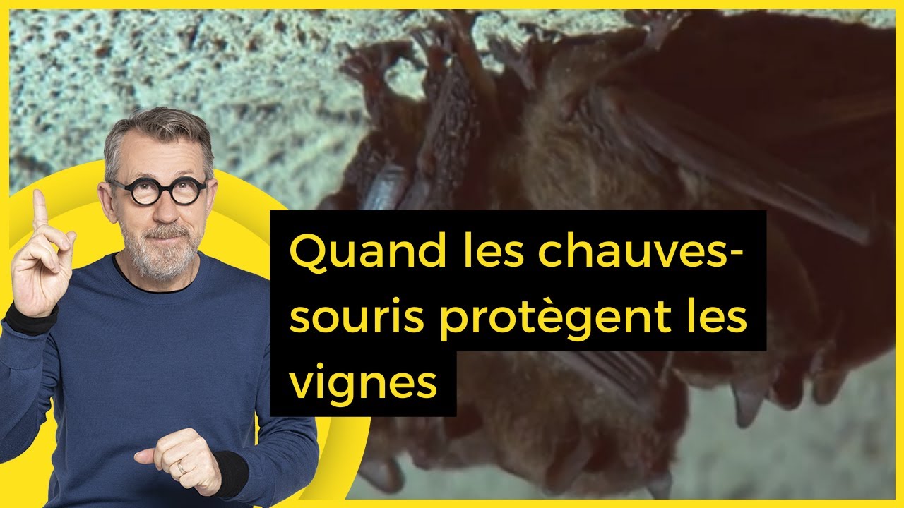 Quand les chauves-souris protègent les vignes - C Jamy - YouTube