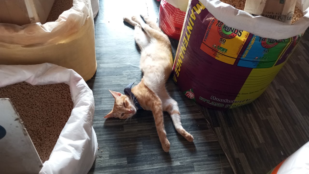 Twisted Cat - YouTube