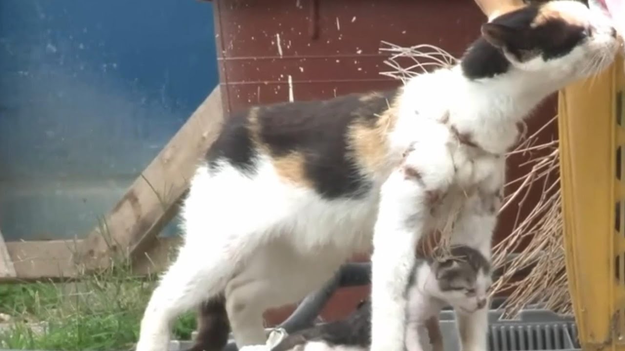 Rescue a cat with a fishing net stuck in its neck - YouTube