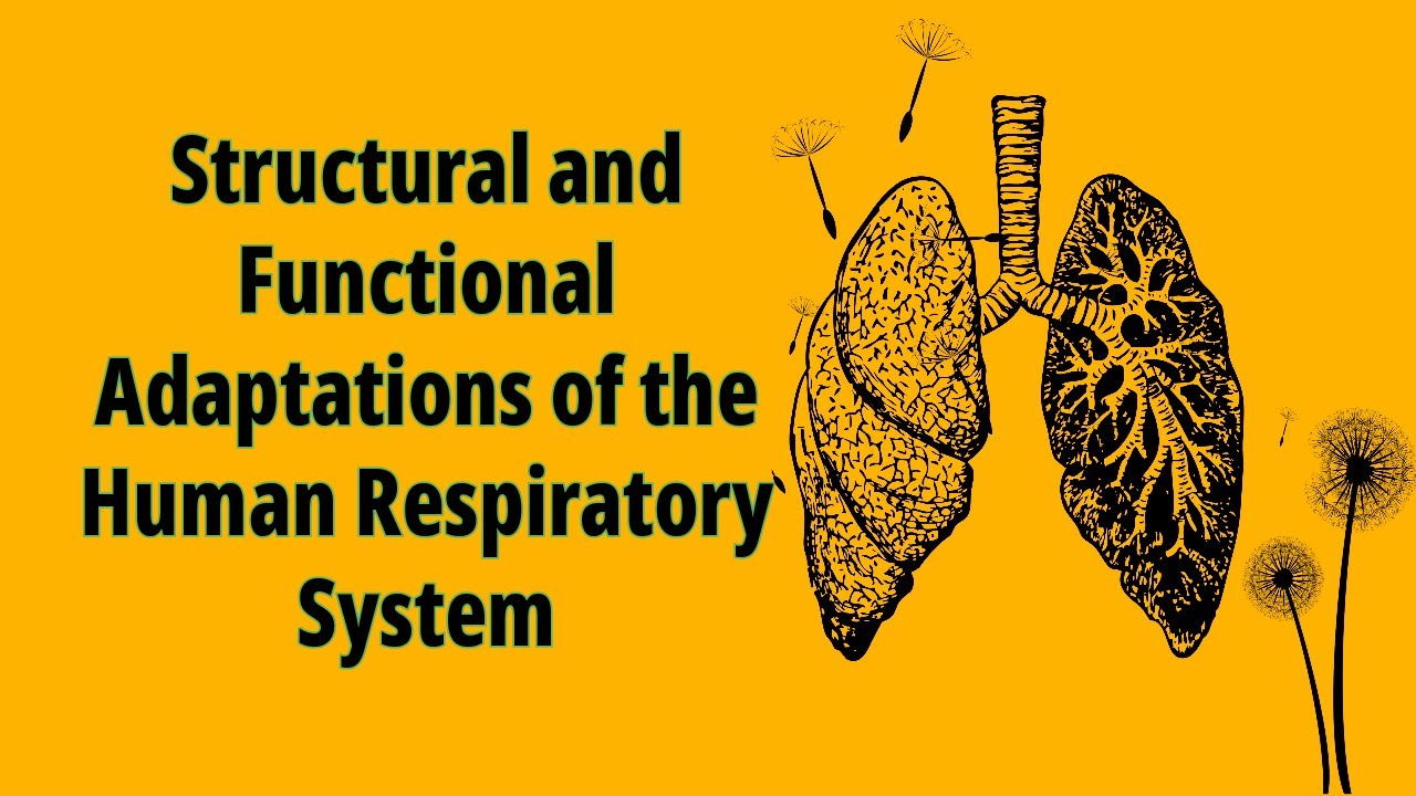 The Untold Story of Structural and functional adaptations of the human ...