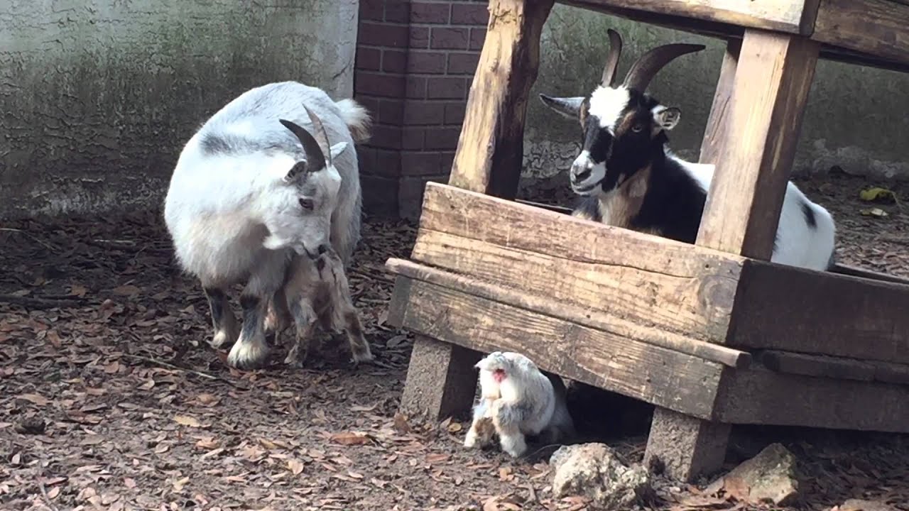 So Cute - Twin baby goats just born - YouTube