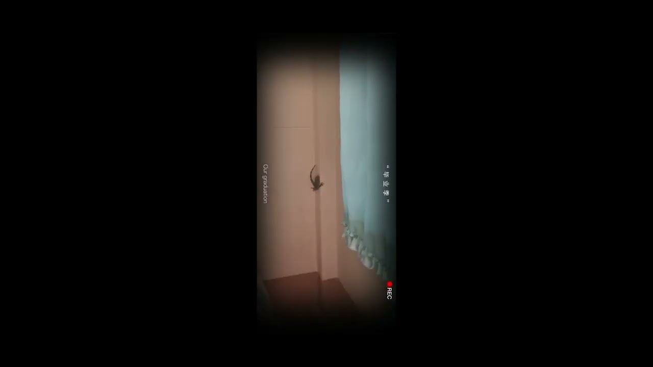 A Thai Ninja Geko, just running around being a geko - YouTube