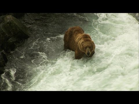 How Much Salmon Can a Kodiak Bear Devour?