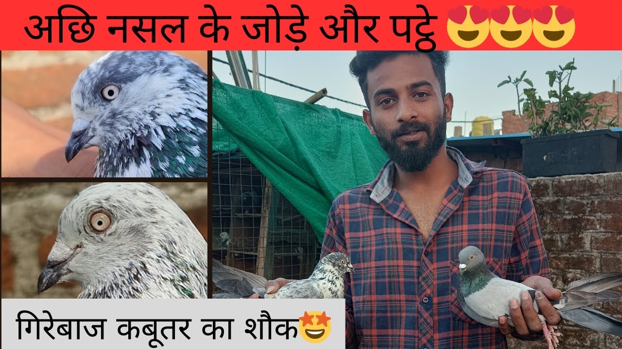 breeding pairs || girebaaz kabutar 😍 || @KabutarGram @AMAZINGPIGEONTIPS ...