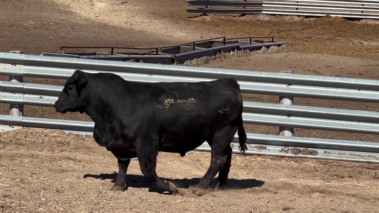 Connealy Angus Lot 337 - YouTube