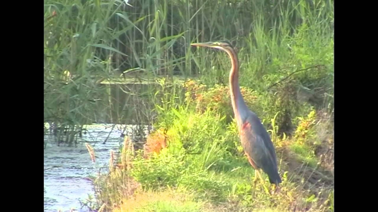Garza imperial ( Ardea purpurea ) Purple Heron - YouTube