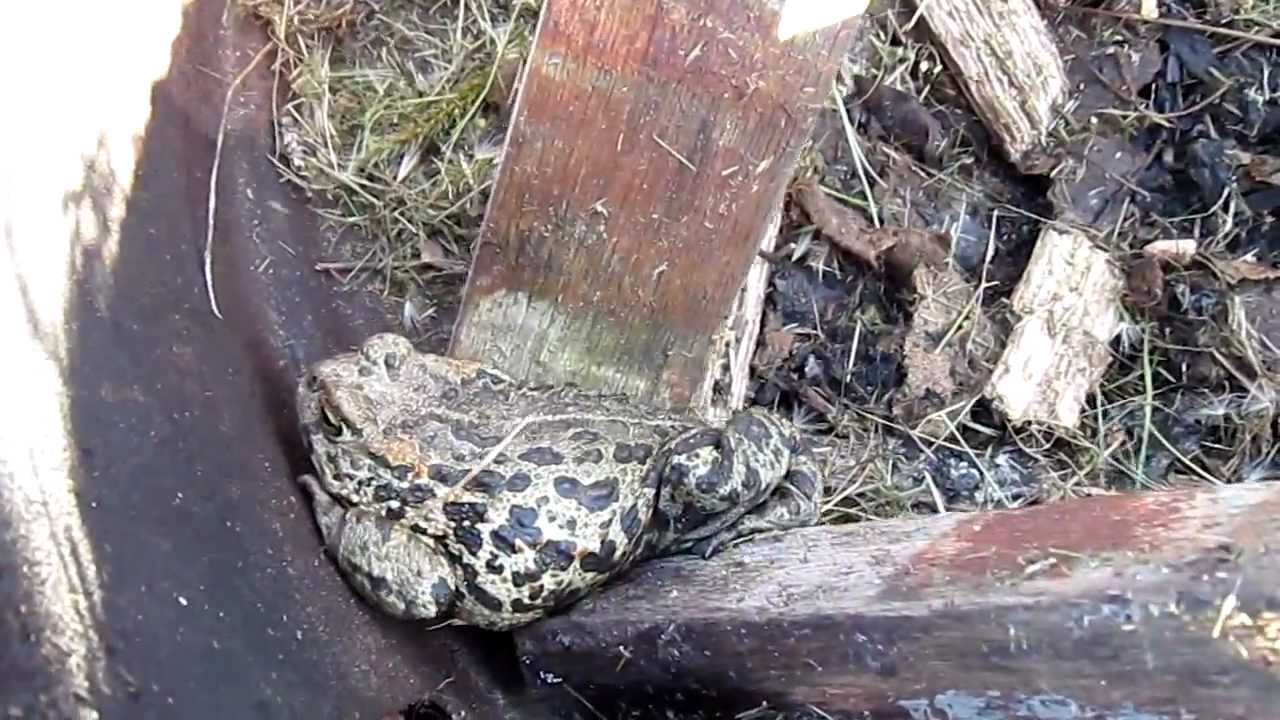A Toad in the Pacific Northwest - YouTube