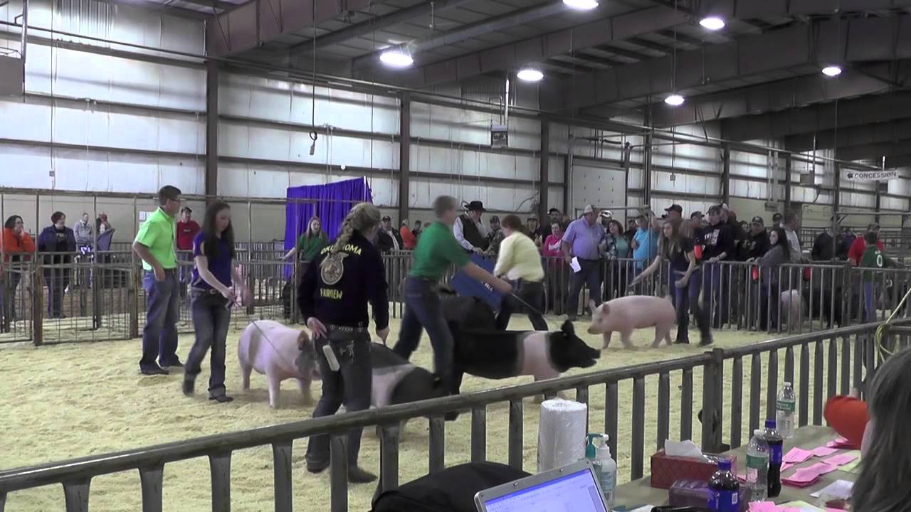 Pig Show - Major County Livestock Show - YouTube