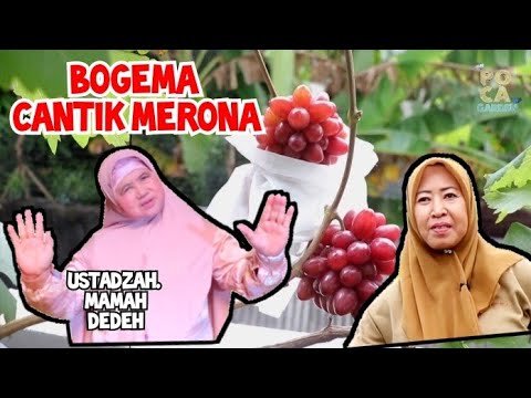 ANGGUR BOGEMA BERBUAH DI POT - YouTube