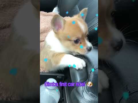 First time ever taking Simba for a ride! 🐶🚗 - YouTube