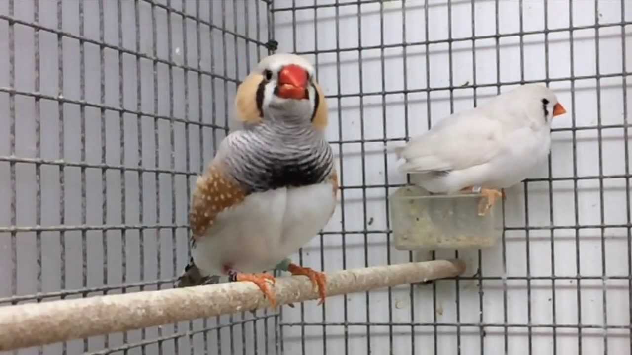 Zebra Finch Song in Slow Motion - YouTube