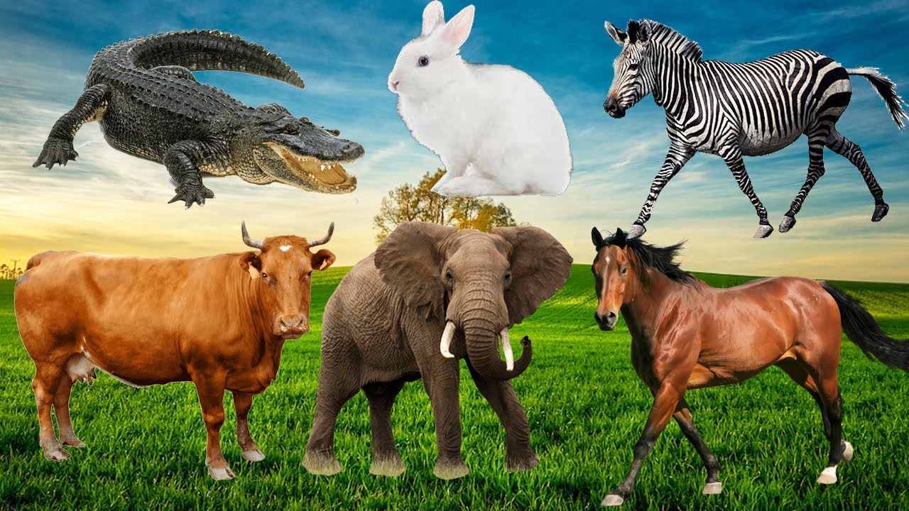 Cute Little Wild Animals : Swan, Ducks, Parrot, Macaw, Goat, hen, cat ...