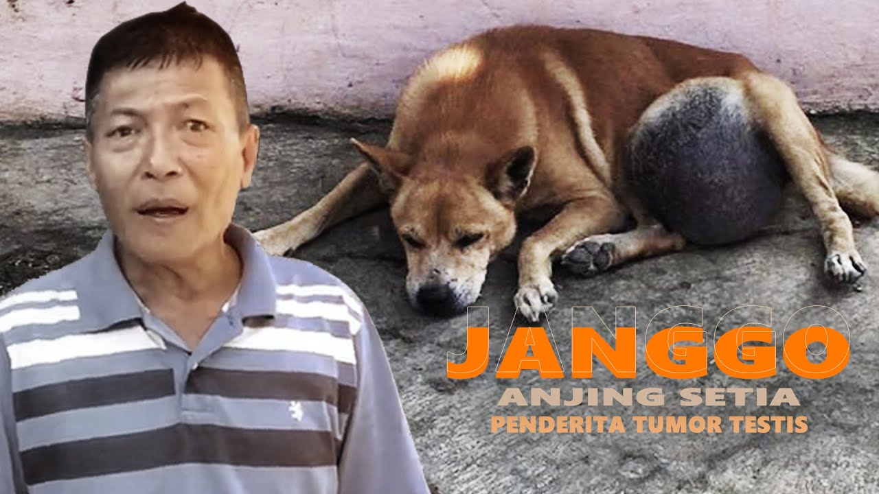 Janggo, Anjing Setia Penderita Tumor Testis - YouTube
